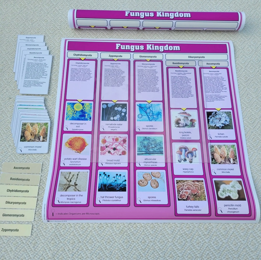 Fungus Kingdom Chart Complete Set | Fungus Kingdom Printable ...