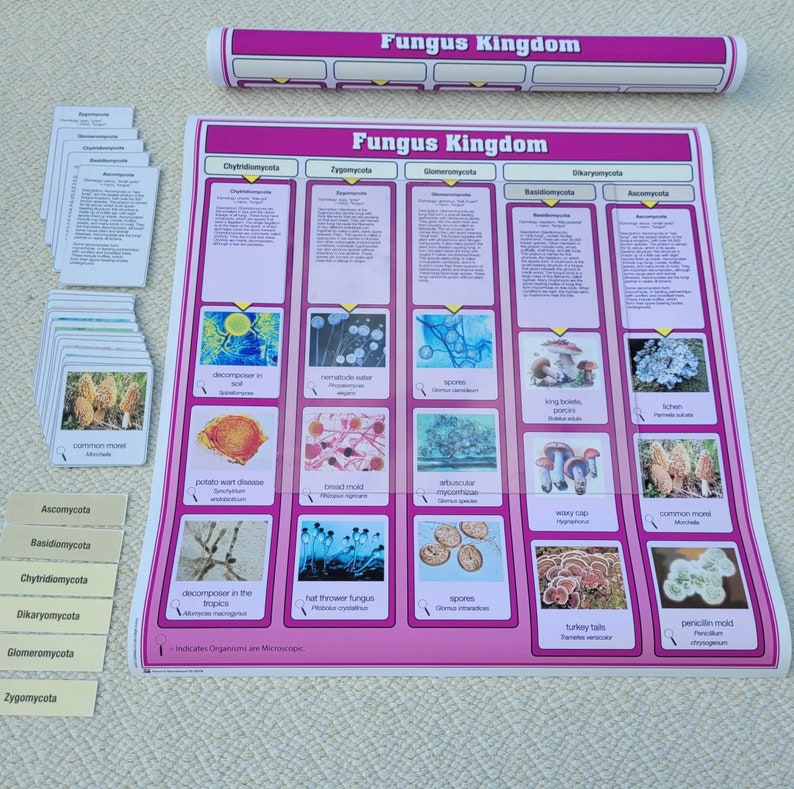 Fungus Kingdom Chart Complete Set | Fungus Kingdom Printable ...