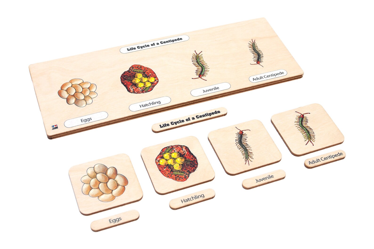 Wooden Life Cycle Set: Centipede | Montessori Puzzles | Montessori Life ...