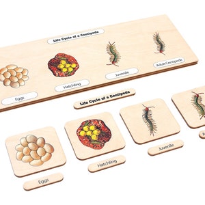 Wooden Life Cycle Set: Centipede | Montessori Puzzles | Montessori Life ...