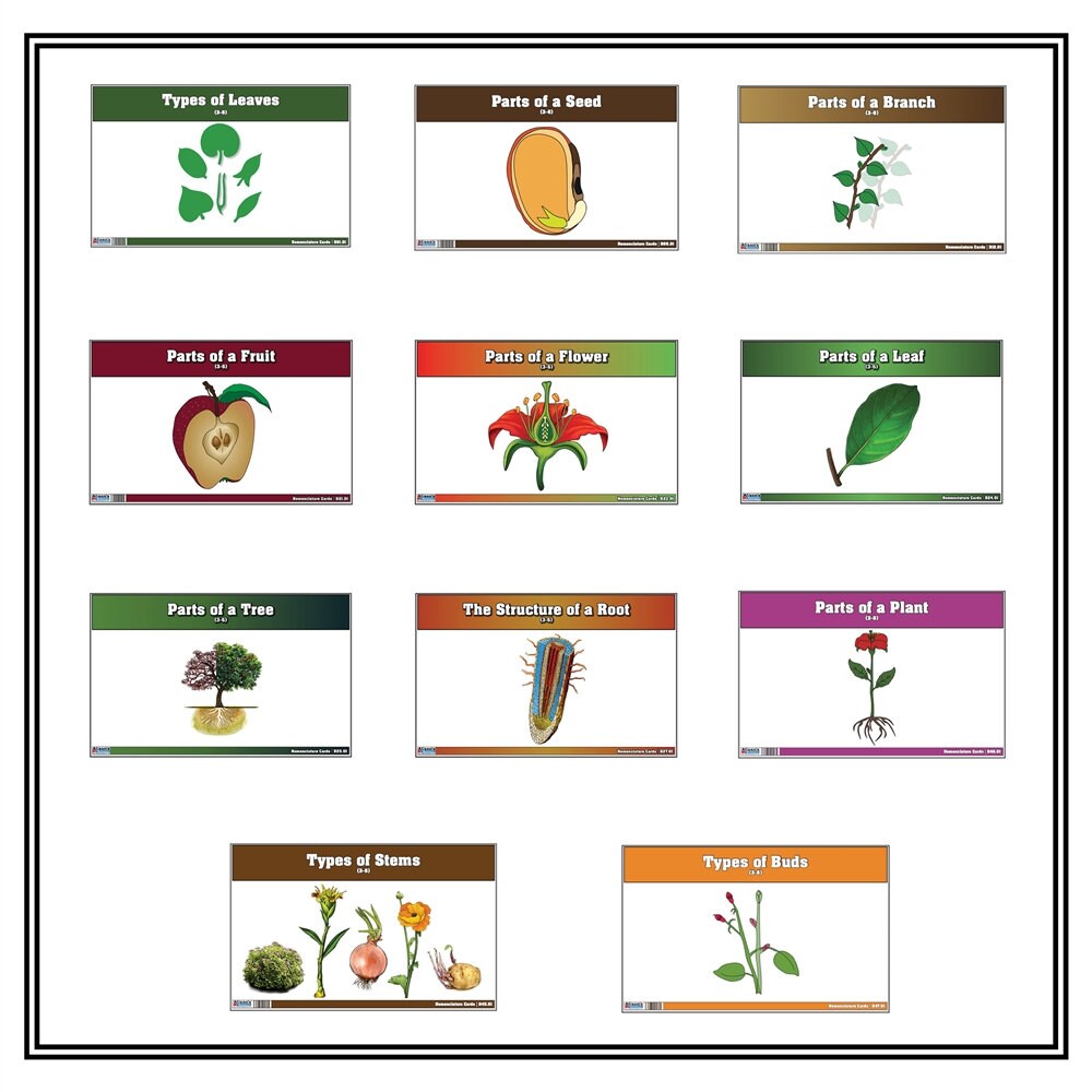Primary Classified Botany Nomenclature Cards (printed) - Complete Set ...