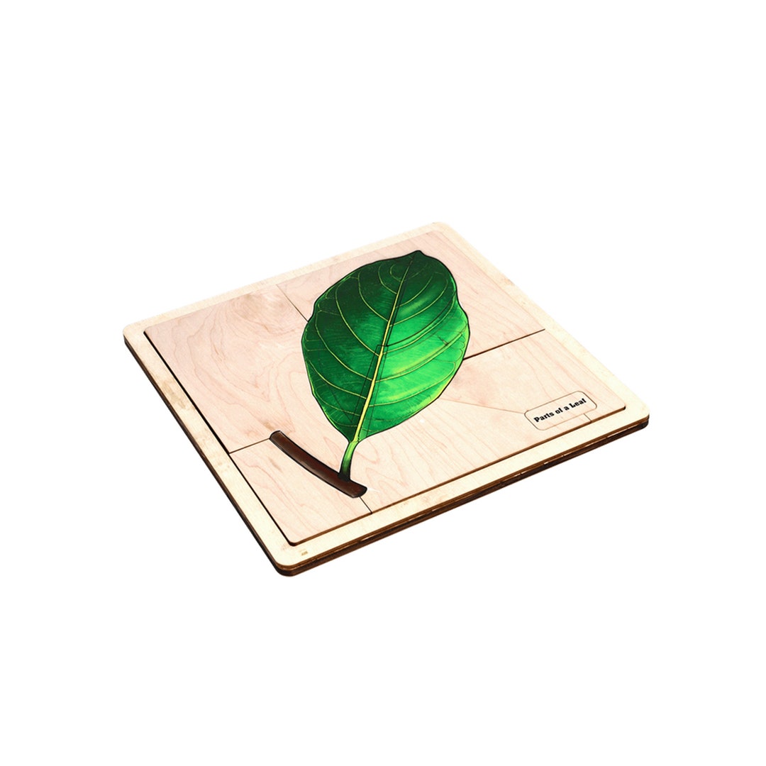 Montessori Wooden Leaf Puzzle: Hand Drawn Botany Anatomy - Etsy
