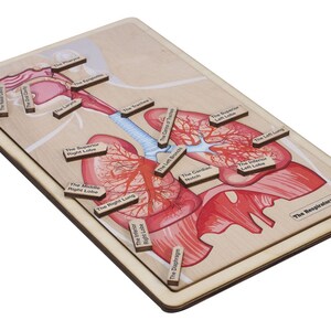 The Respiratory System Puzzle Montessori Science Learning | Etsy