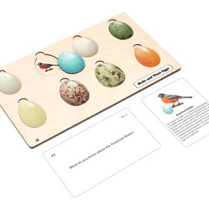 Birds and Their Eggs Complete Set | Montessori Materials | Zoology ...