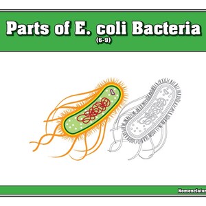 Parts of E. Coli Bacteria Puzzle With Nomenclature Cards (6-9 ...
