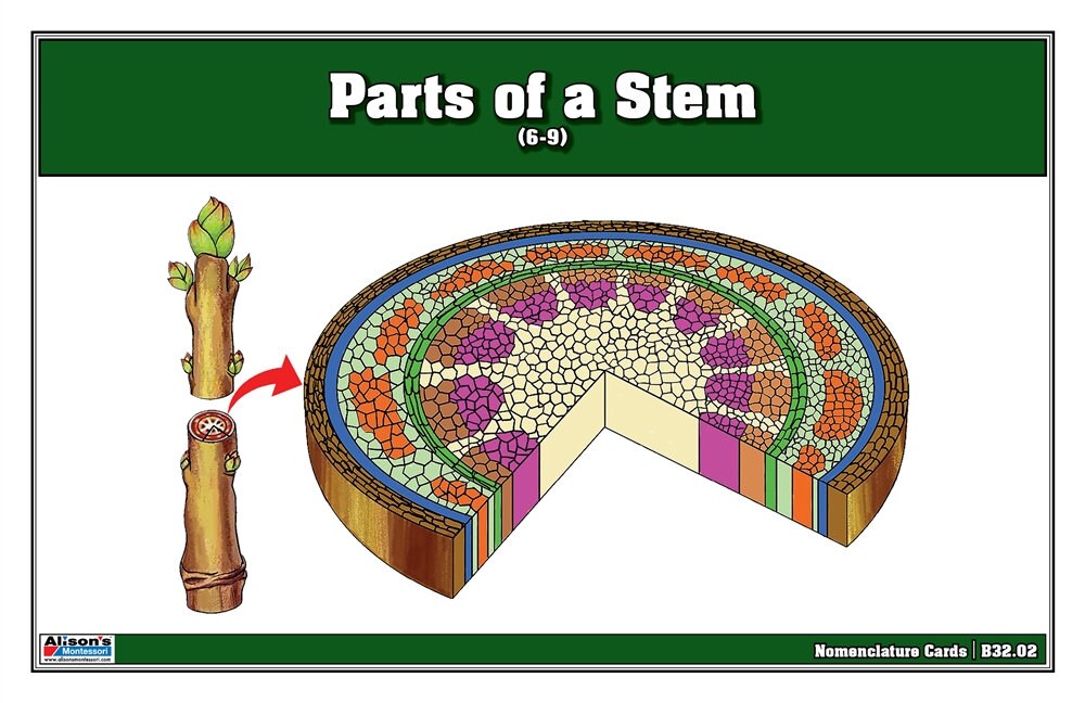 Parts of a Stem Puzzle With Nomenclature Cards (printed) (6-9 ...
