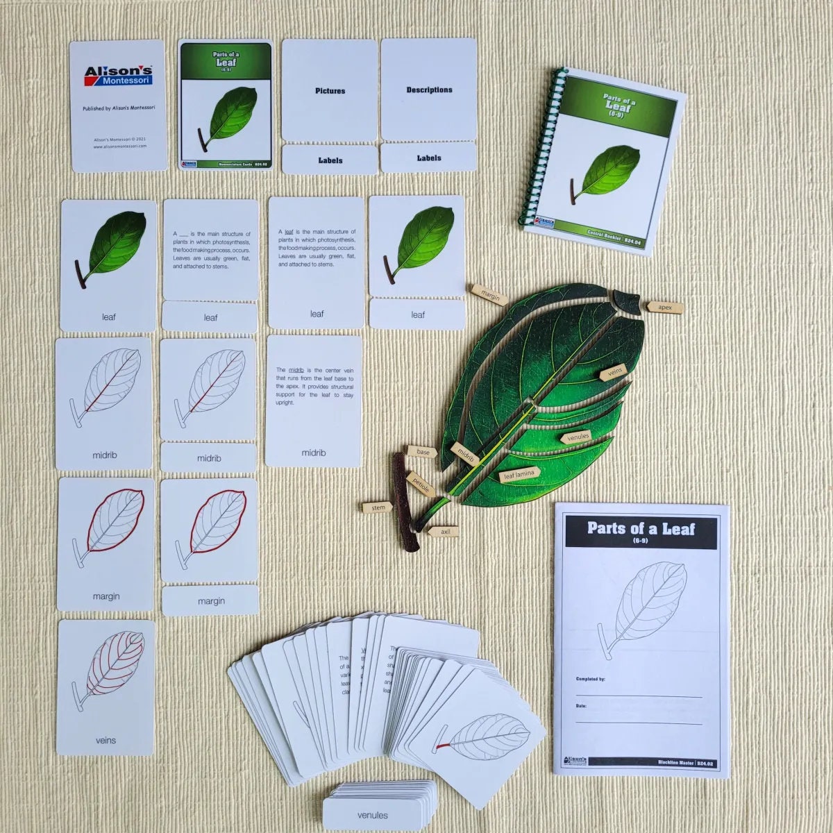 The Structure of a Leaf Puzzle With Nomenclature Cards (printed) (6-9 ...