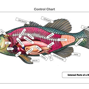 Internal Parts of a Bony Fish | Montessori Zoology Puzzles | Montessori ...