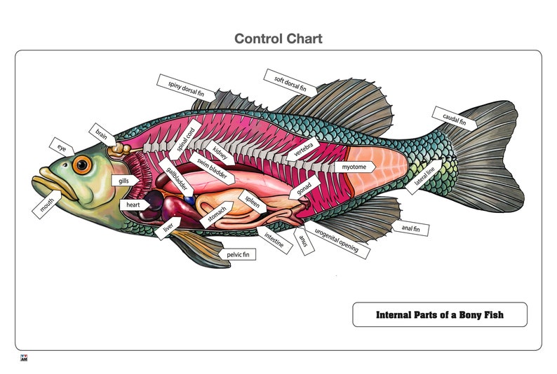 Internal Parts of a Bony Fish Montessori Zoology Puzzles - Etsy