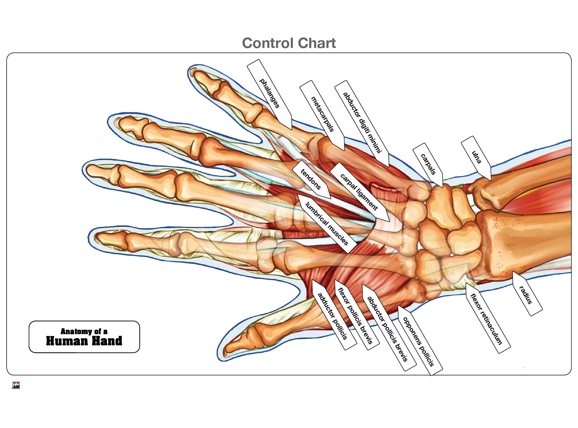 Anatomy of a Human Hand Puzzle Montessori Puzzles Montessori Science ...