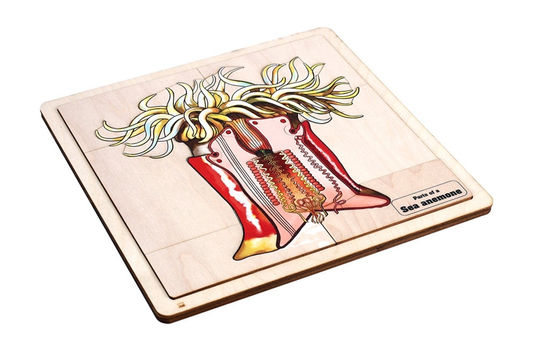 Parts of a Sea Anemone Puzzle With Nomenclature Cards (3-6) (printed ...