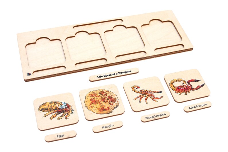 Wooden Life Cycle of a Scorpion Puzzle | Montessori Puzzle | Homeschool ...