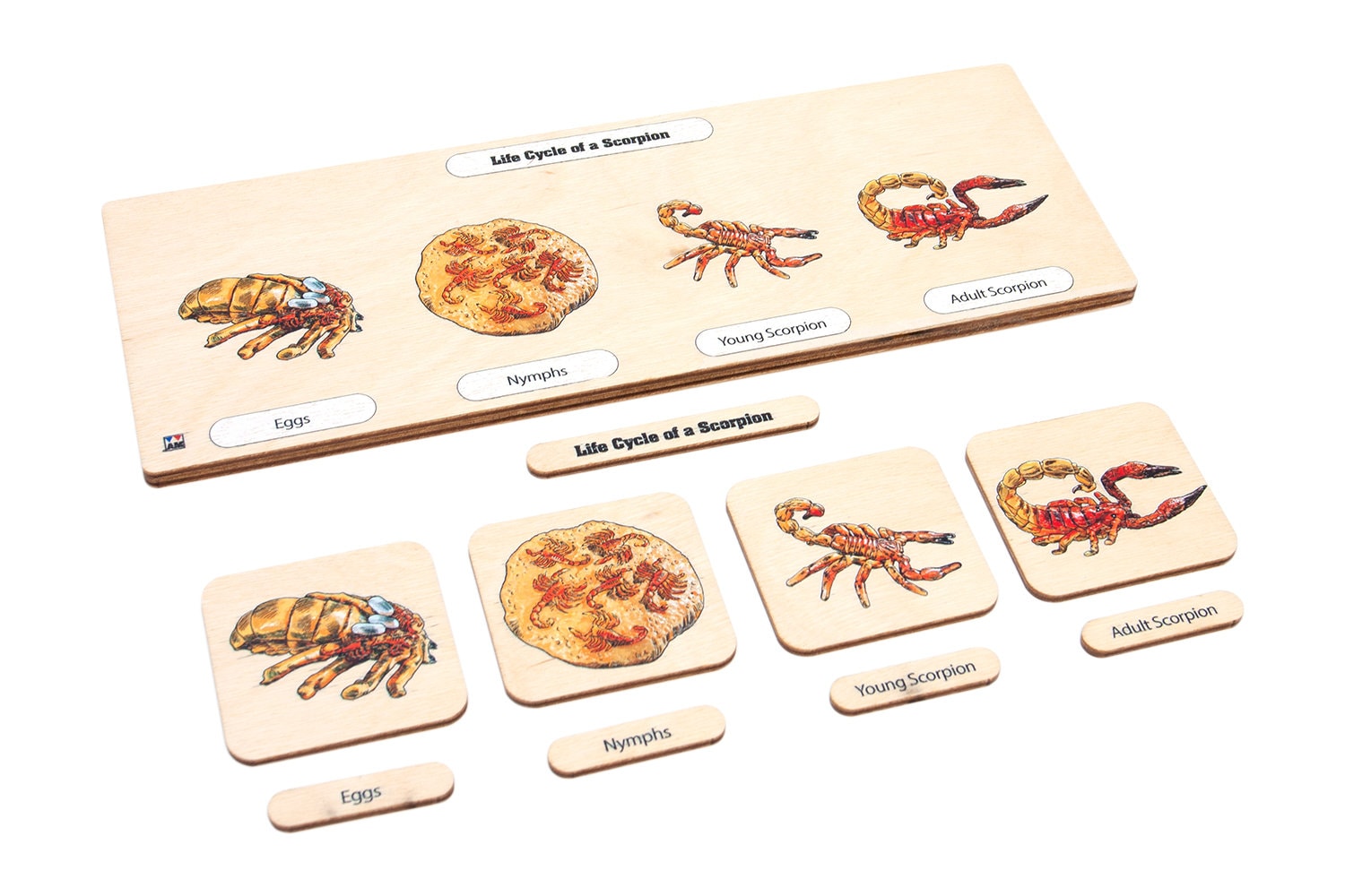 Wooden Life Cycle Set: Scorpion Montessori Puzzles Montessori Life ...