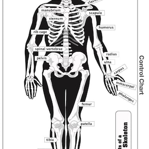 Parts of a Human Skeleton Puzzle | Montessori Puzzle | Human Skeleton ...
