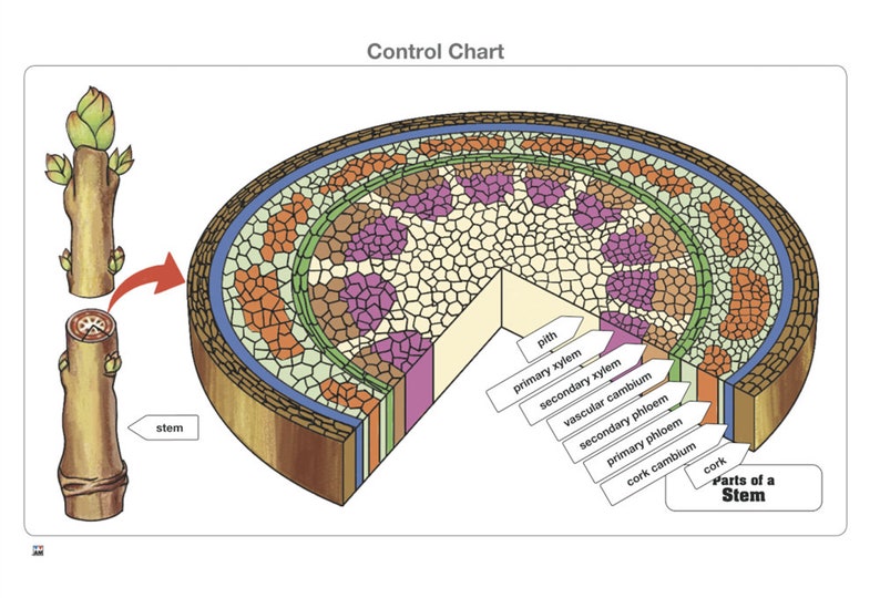 Parts of a Stem Puzzle | Montessori Materials | Montessori Puzzles ...