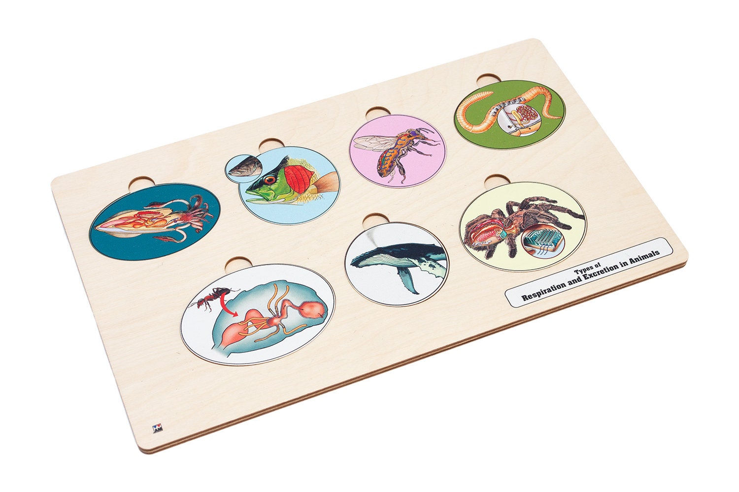 Types of Animal Respiratory and Excretory Organs Puzzle | Animal Organs ...