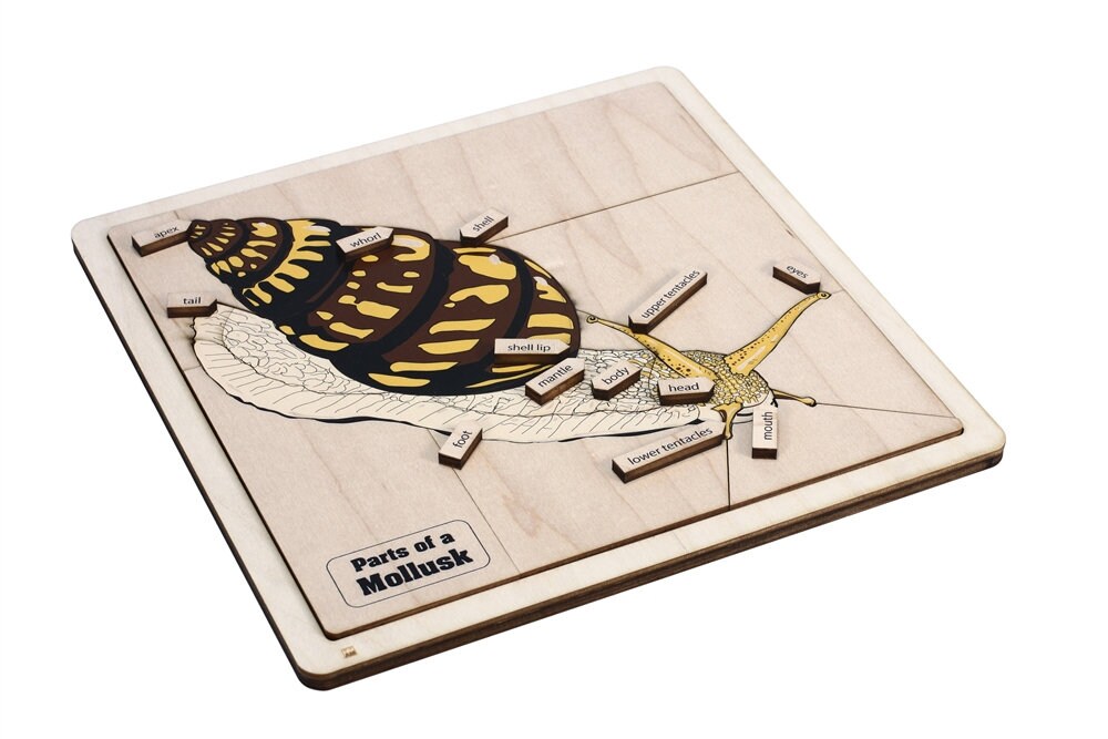 Parts of a Mollusk Puzzle | Montessori Puzzles | Montessori Science ...