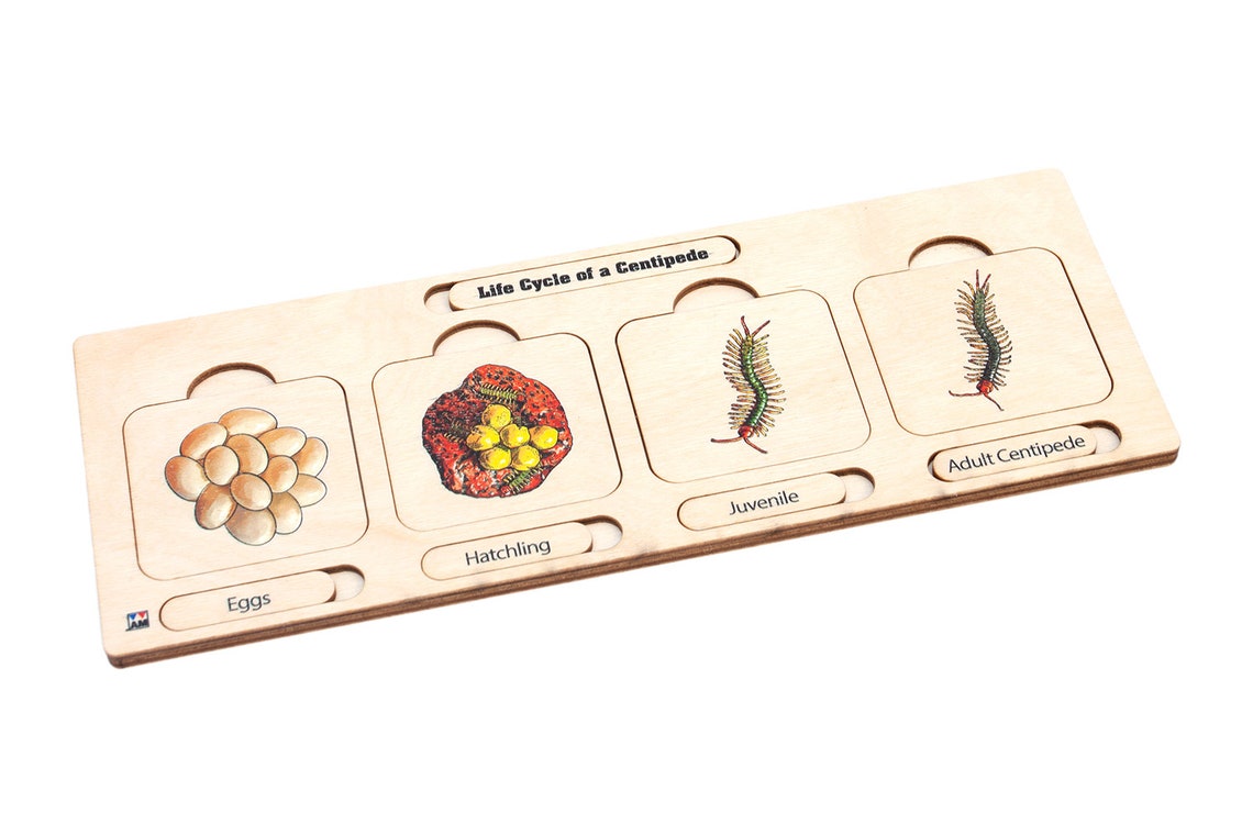 Wooden Life Cycle Set: Centipede | Montessori Puzzles | Montessori Life ...