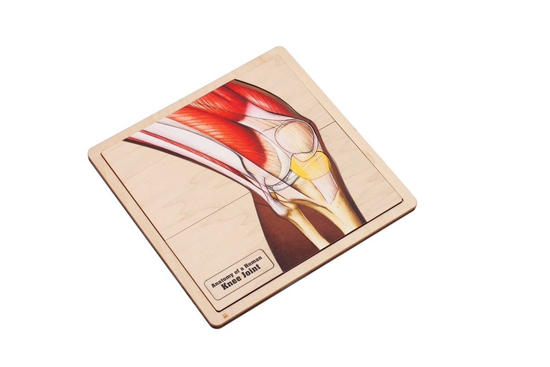 Anatomy of a Human Knee Joint Puzzle With Nomenclature Cards (6-9 ...
