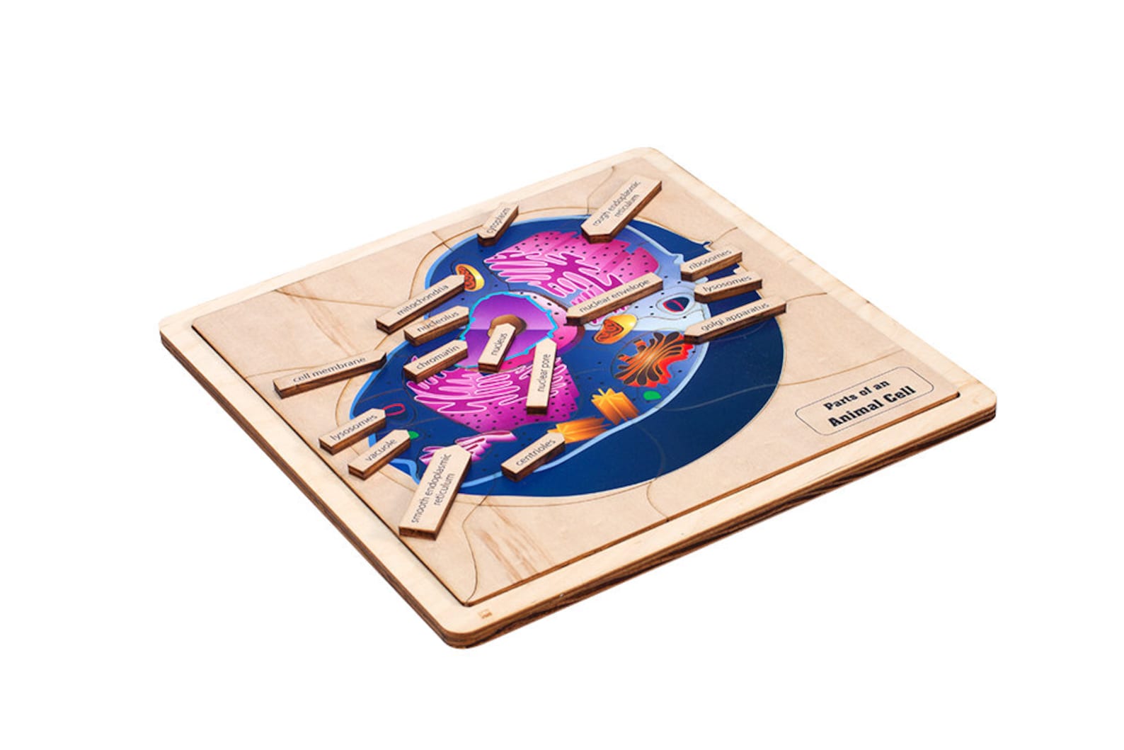 Montessori Parts of an Animal Cell Puzzle Anatomy of Animal Cell Animal ...