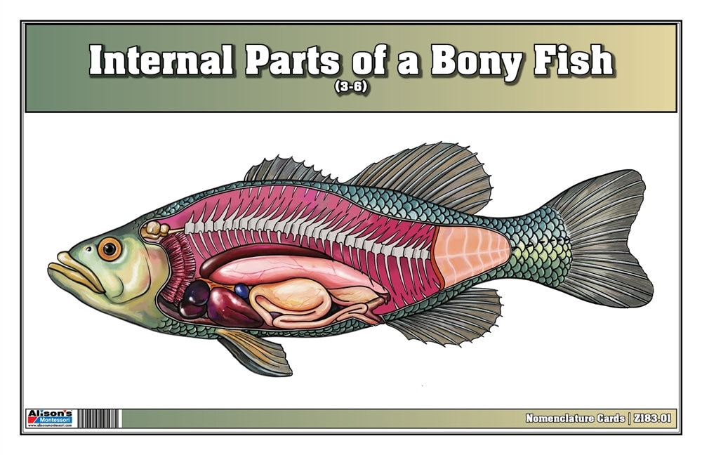 Internal Parts of a Bony Fish Puzzle With Nomenclature Cards (3-6 ...