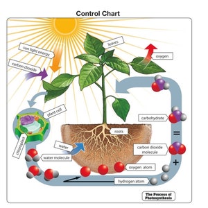 The Process of Photosynthesis Puzzle With Nomenclature Cards (3-6 ...