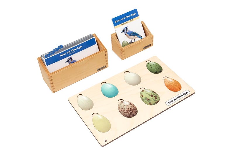 Birds and Their Eggs Complete Set | Montessori Materials | Zoology ...