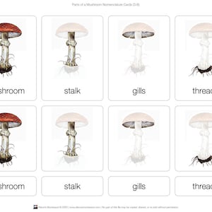 Parts of a Mushroom Puzzle With Nomenclature Cards (3-6) | Montessori ...