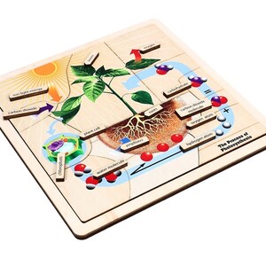 The Process of Photosynthesis Puzzle With Nomenclature Cards (3-6 ...