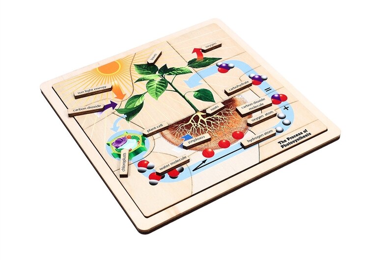 The Process of Photosynthesis Puzzle With Nomenclature Cards 3-6 ...