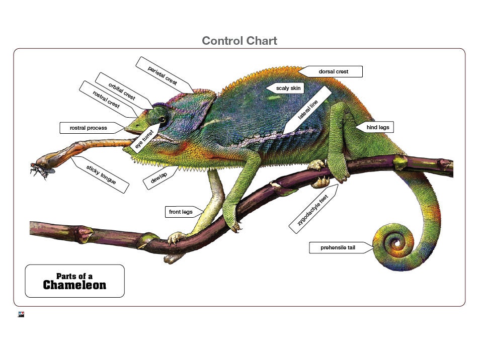 Parts of a Chameleon Puzzle Montessori Puzzles Montessori - Etsy