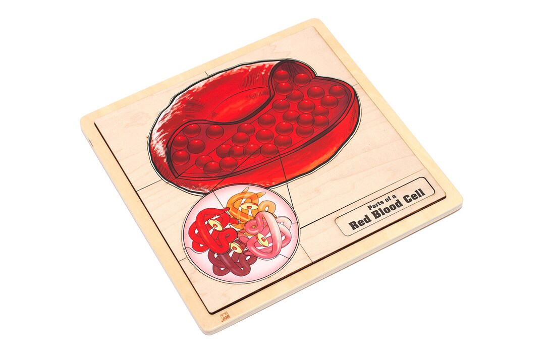 Red Blood Cell Puzzle - Hand Drawn Montessori Biology - Etsy