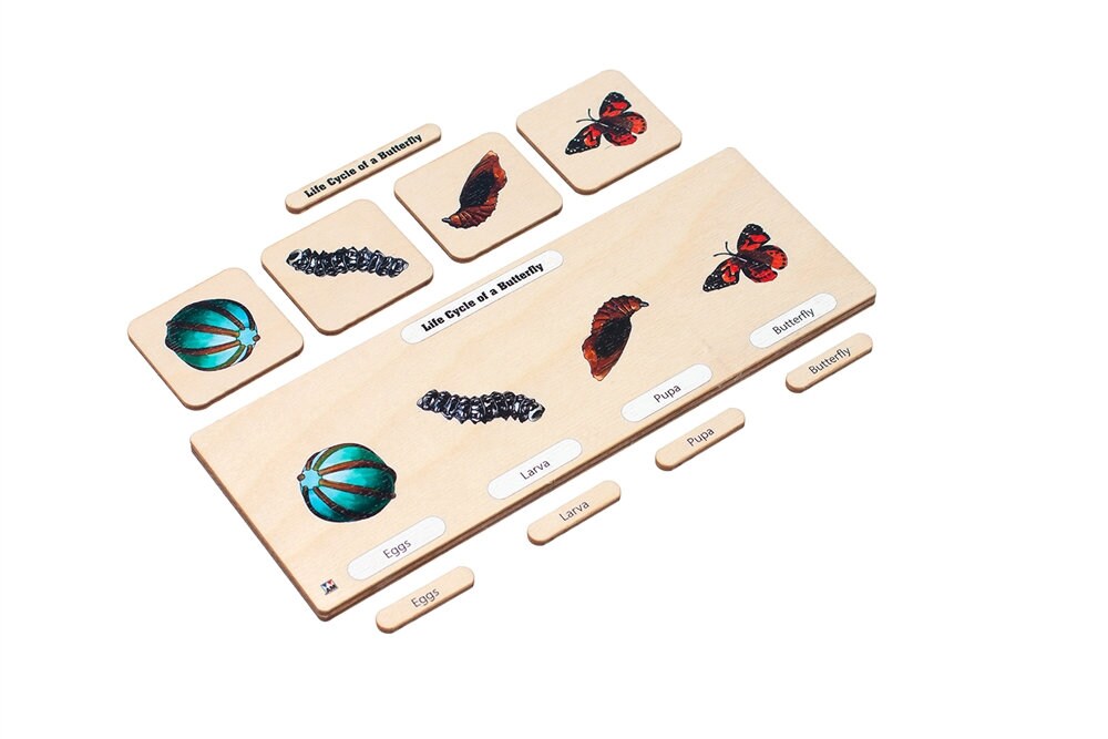 Wooden Life Cycle of a Butterfly | Butterfly Model | Butterfly Life ...