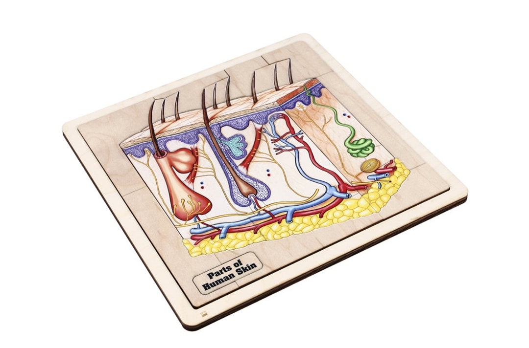 Parts of Human Skin Puzzle | Montessori Learning | Science Puzzles - Etsy