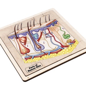 Parts of Human Skin Puzzle | Montessori Learning | Science Puzzles - Etsy