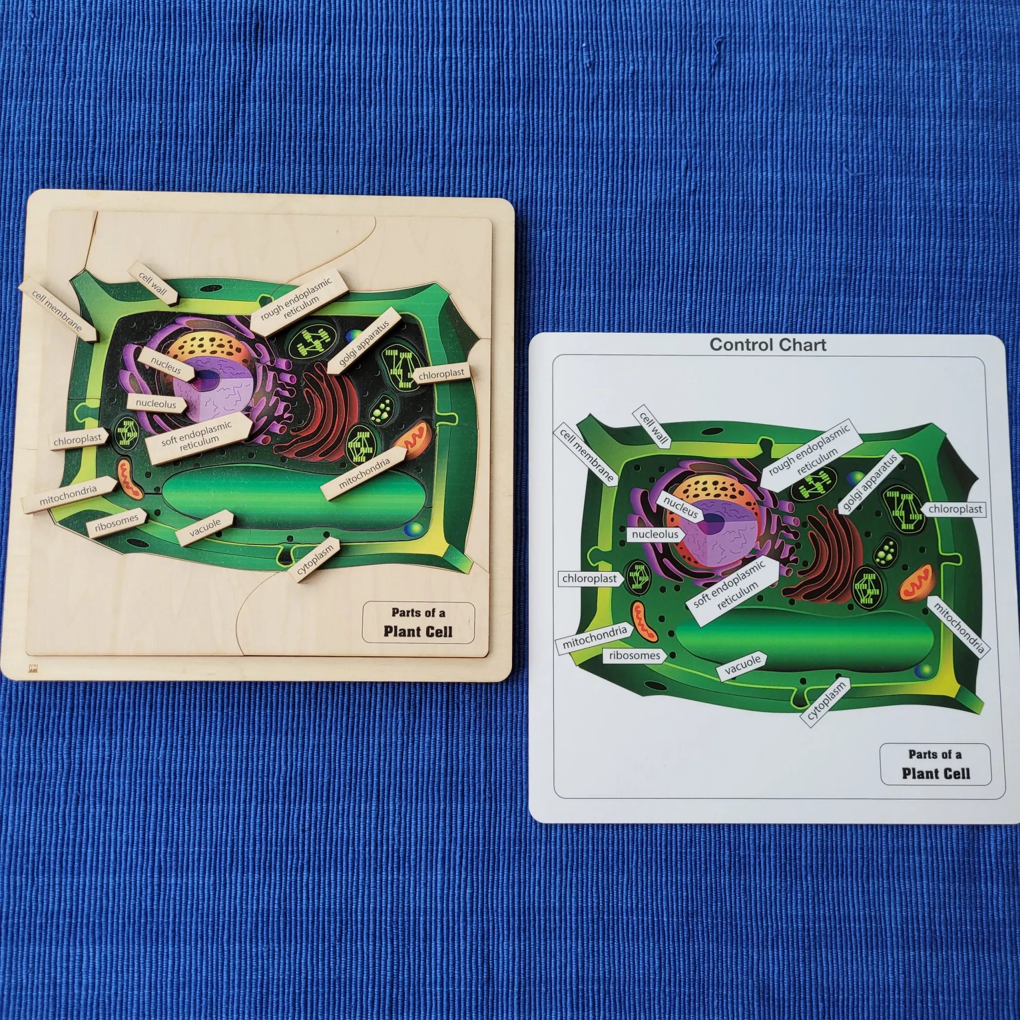 Parts of a Plant Cell Puzzle With Nomenclature Cards 3-6 - Etsy