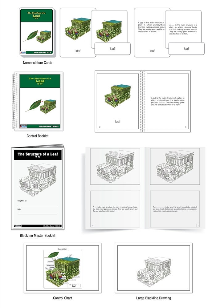 The Structure of a Leaf Puzzle With Nomenclature Cards (printed) (6-9 ...