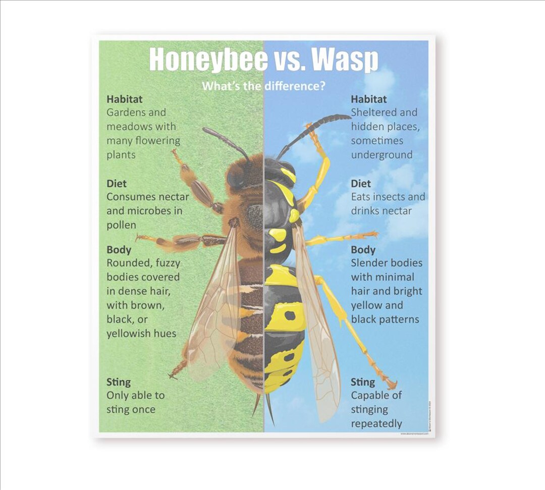 Honeybee Vs Wasp Chart With Cards | Montessori Materials | Montessori ...