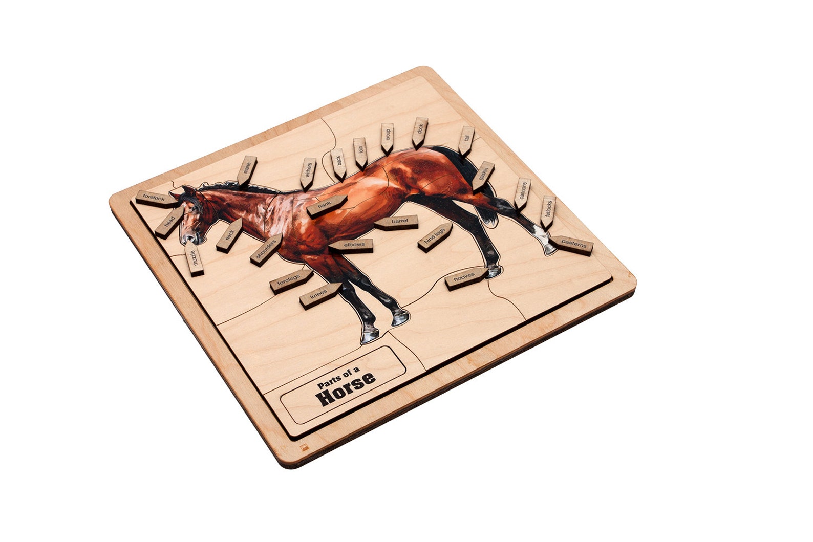 Parts of a Horse Puzzle elementary Horse Anatomy Horse - Etsy