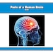 Parts of a Human Brain Puzzle With Nomenclature Cards (6-9 ...