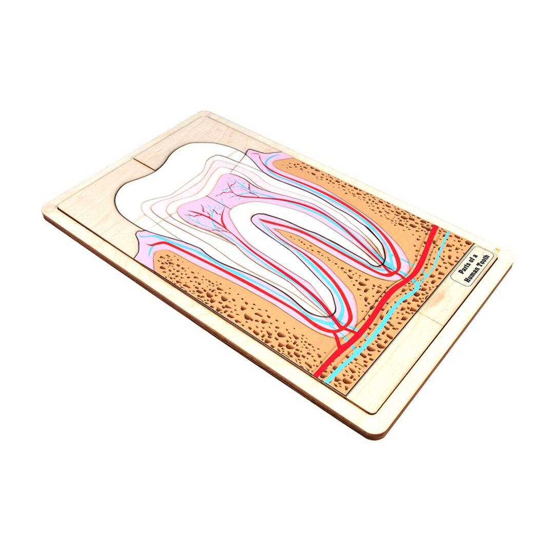 Parts of a Tooth Puzzle - Montessori Learning Toys - Wooden Puzzles ...