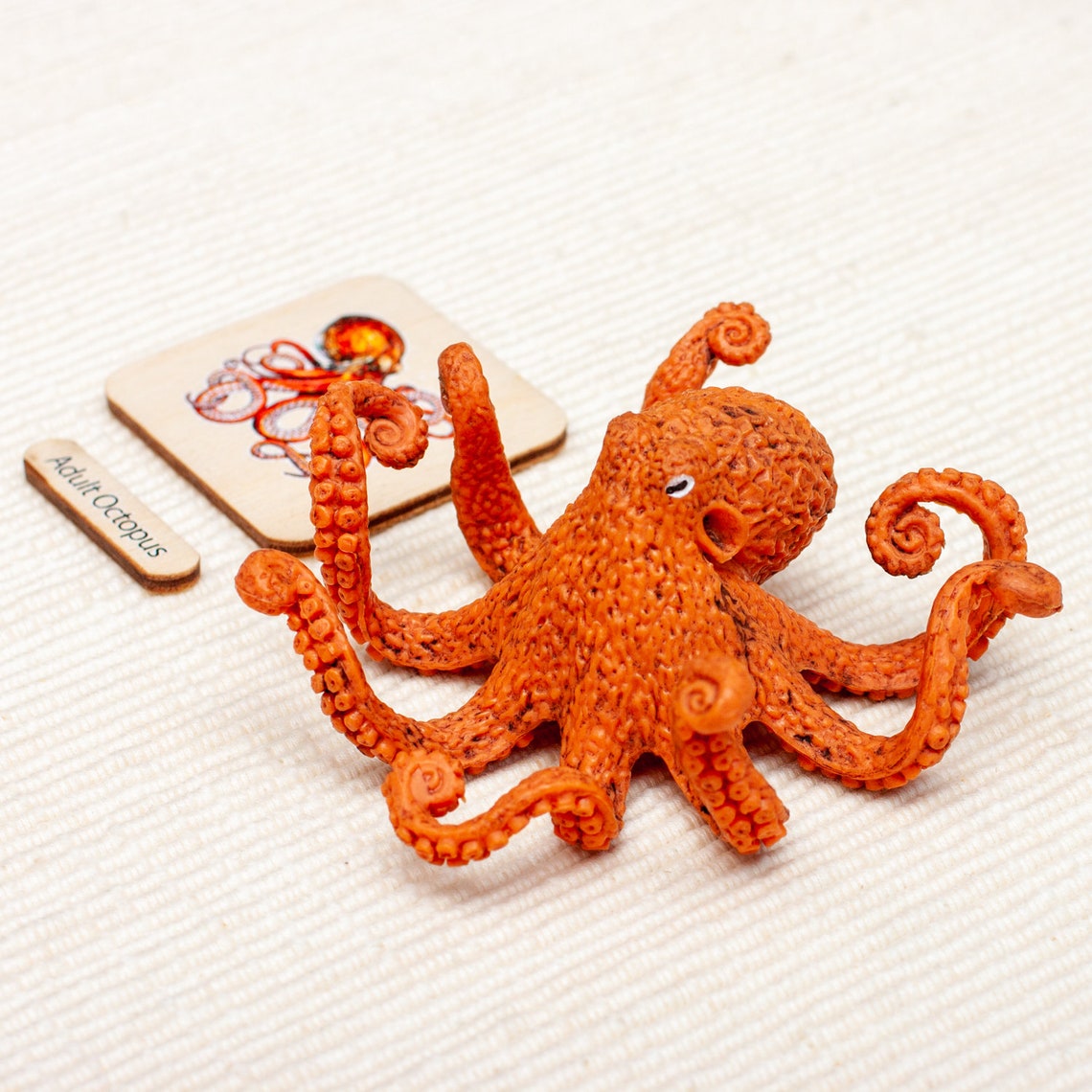 Life Cycle of an Octopus Octopus Life Cycle Life Cycle Puzzle Infant ...