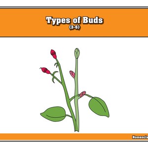 Types of Buds With Nomenclature Cards 3-6 (printed) | Montessori ...