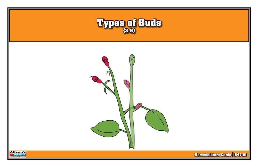 Types of Buds With Nomenclature Cards 3-6 (printed) | Montessori ...