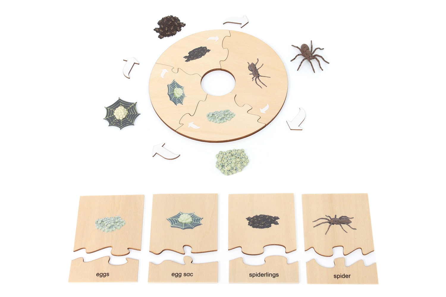 Life Cycle Set of a Spider - Montessori Life Cycle - Spider Life Cycle ...