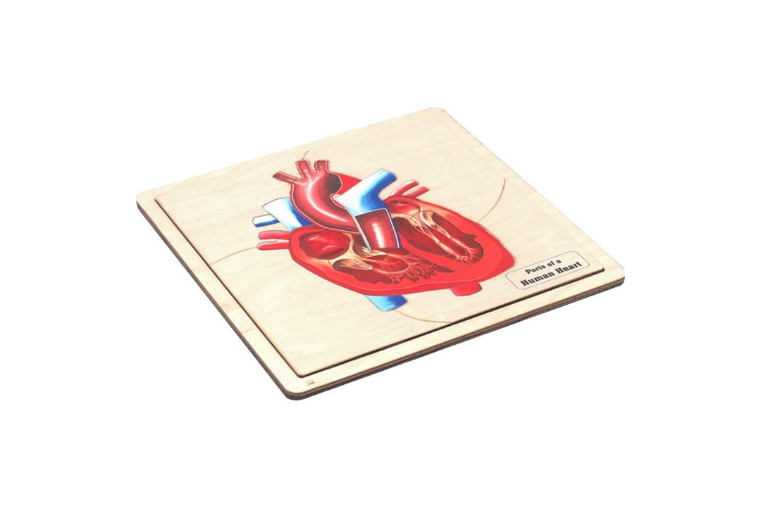 Parts of a Human Heart Puzzle With Nomenclature Cards (3-6 ...