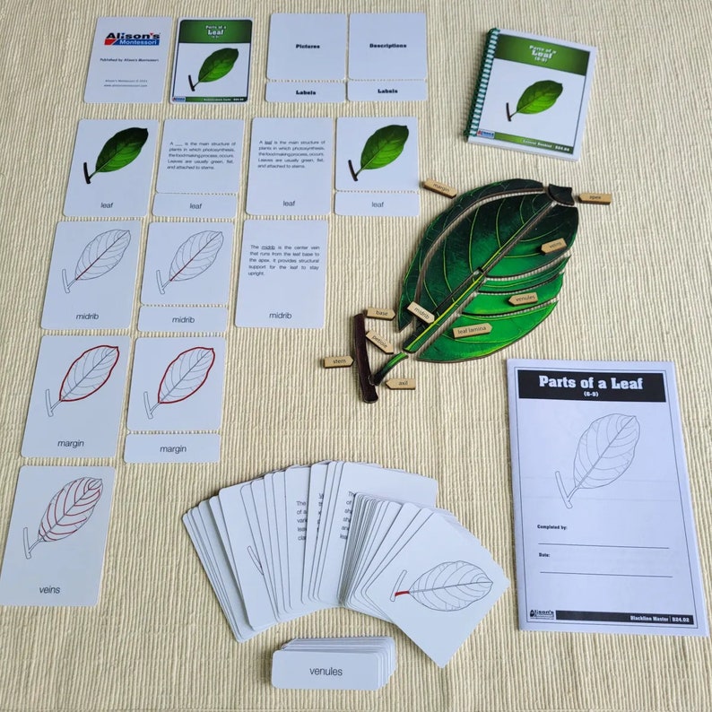 Parts of a Leaf Puzzle With Nomenclature Cards (printed) (6-9 ...