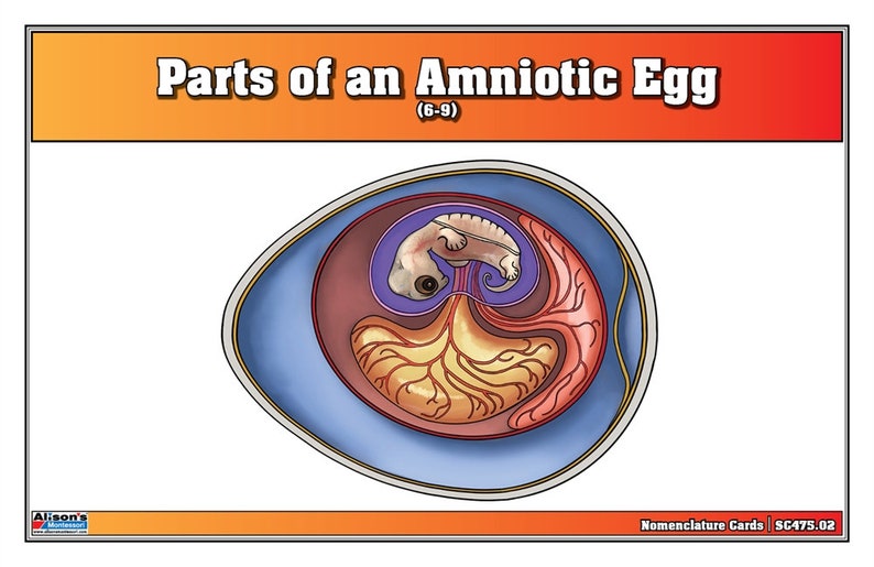 Parts of an Amniotic Egg Puzzle With Nomenclature Cards 6-9 - Etsy