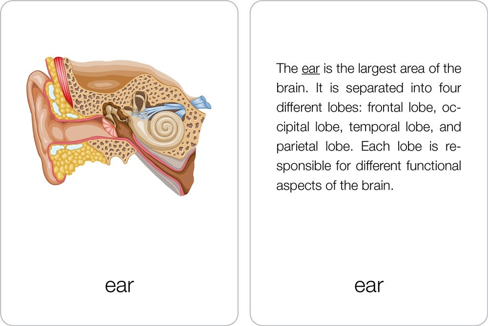 Parts of a Human Ear Puzzle With Nomenclature Cards (6-9) | Montessori ...