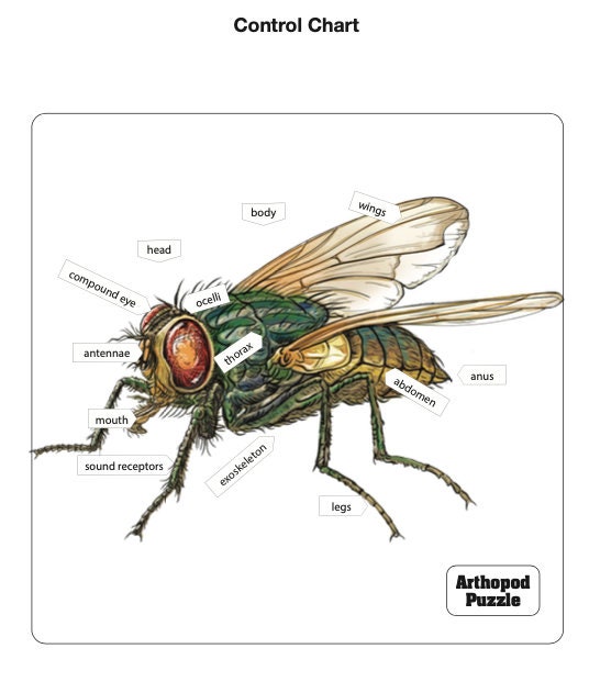 Parts of an Arthropod Puzzle With Nomenclature Cards (3-6) | Montessori ...